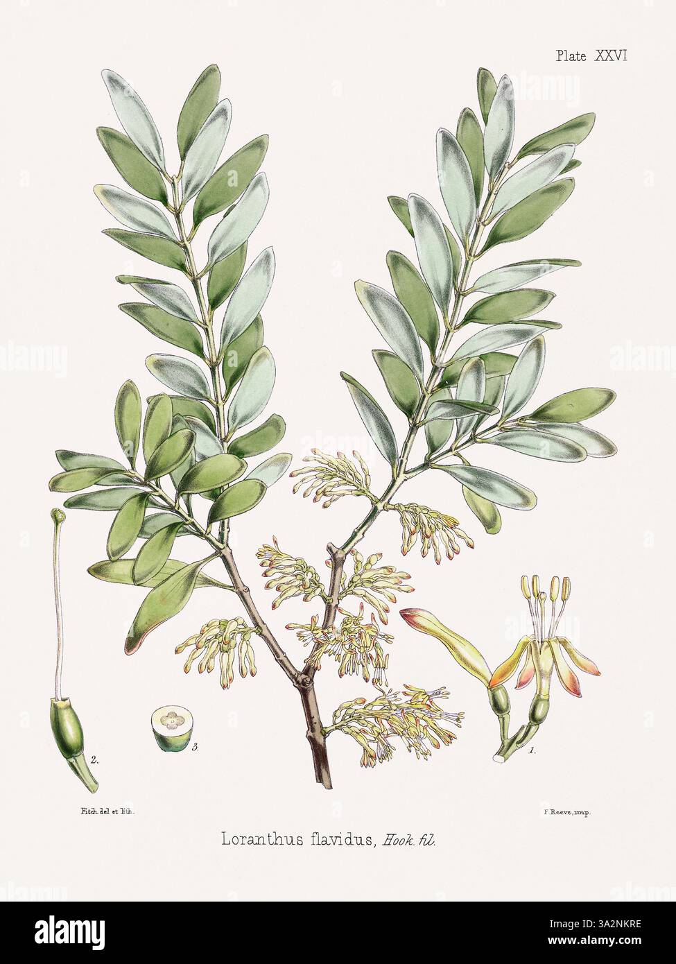 Antique botanical illustration from an Antarctic expedition book. Circa ...