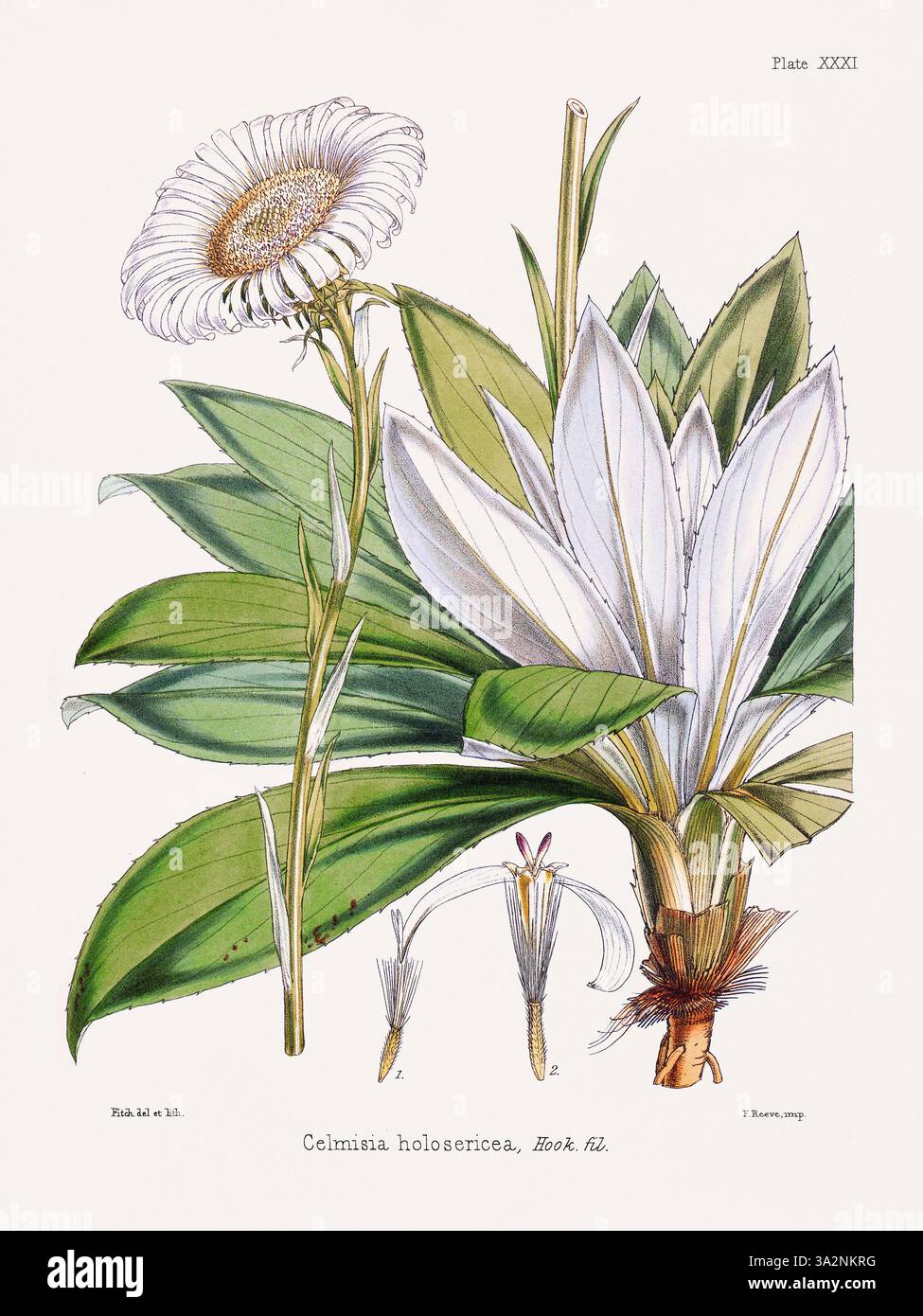 Antique botanical illustration from an Antarctic expedition book. Circa ...