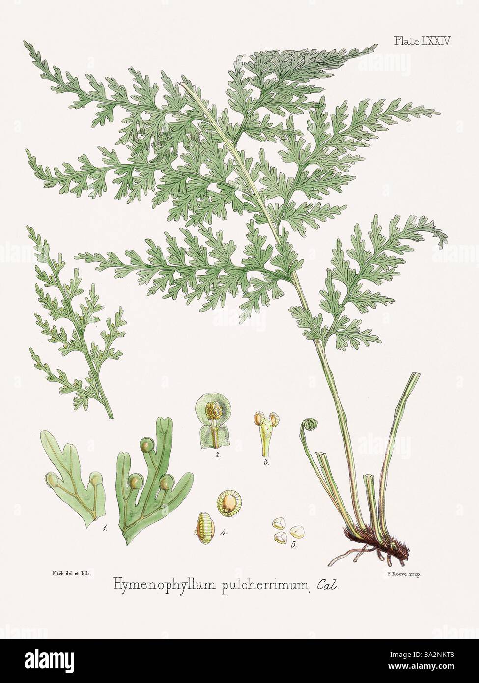 Antique botanical illustration from an Antarctic expedition book. Circa ...