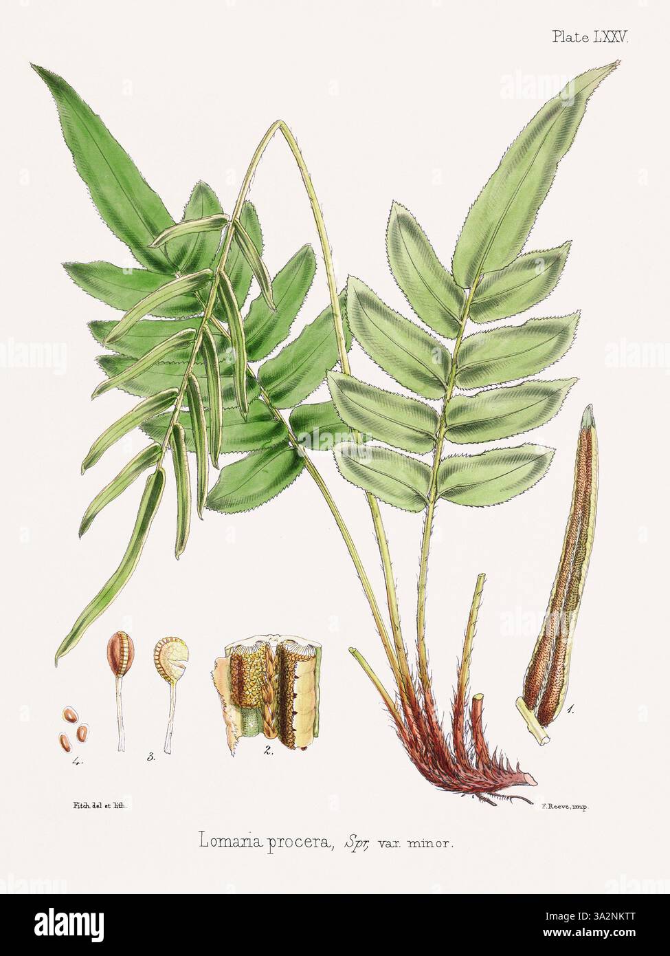 Antique botanical illustration from an Antarctic expedition book. Circa ...