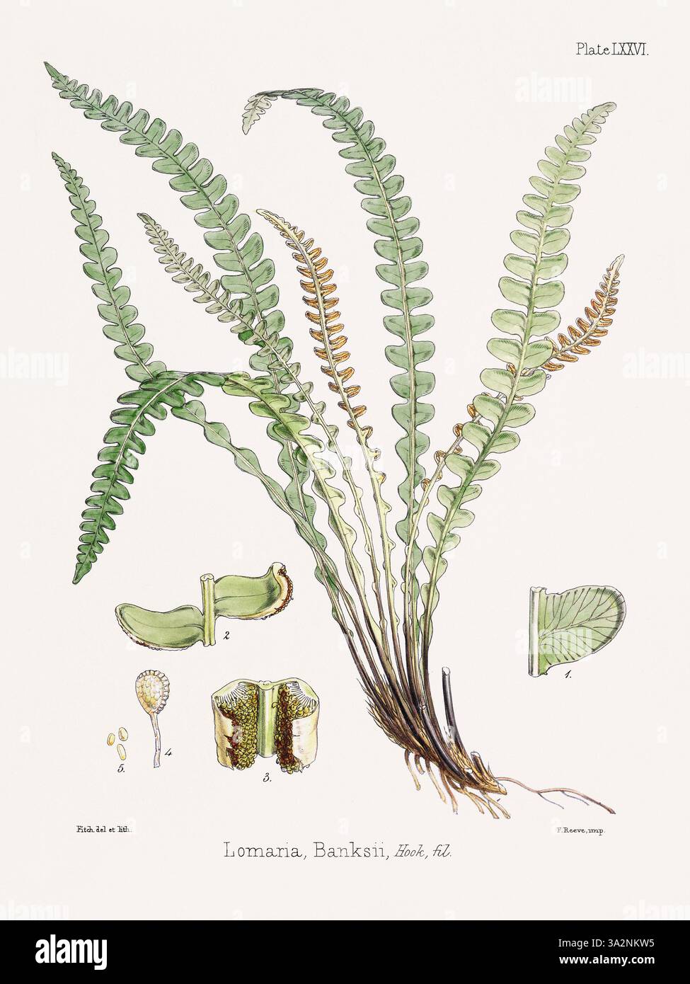 Antique botanical illustration from an Antarctic expedition book. Circa ...
