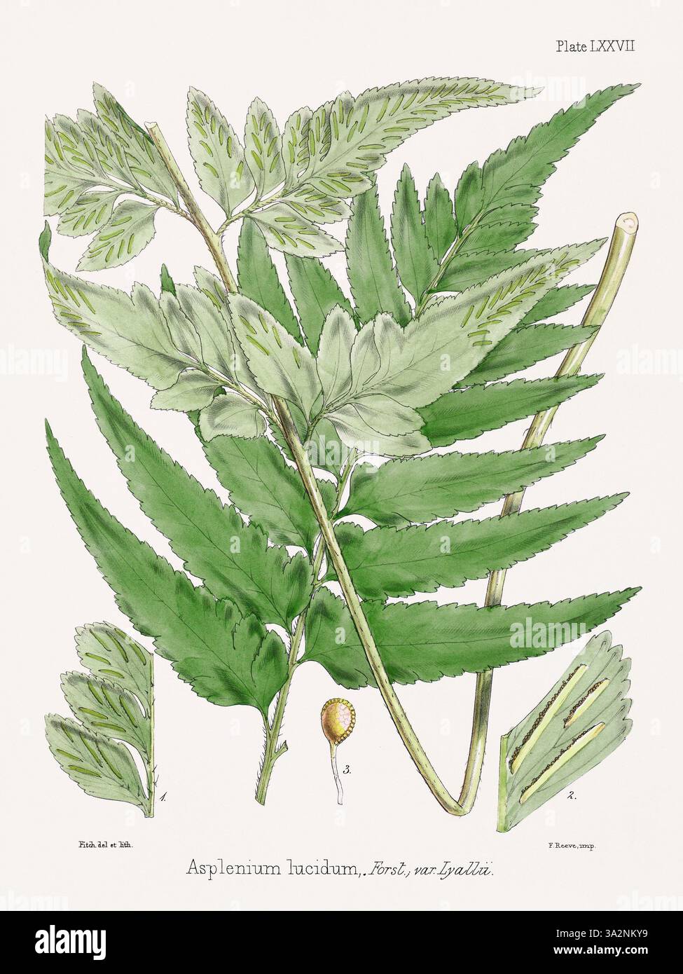 Antique botanical illustration from an Antarctic expedition book. Circa ...