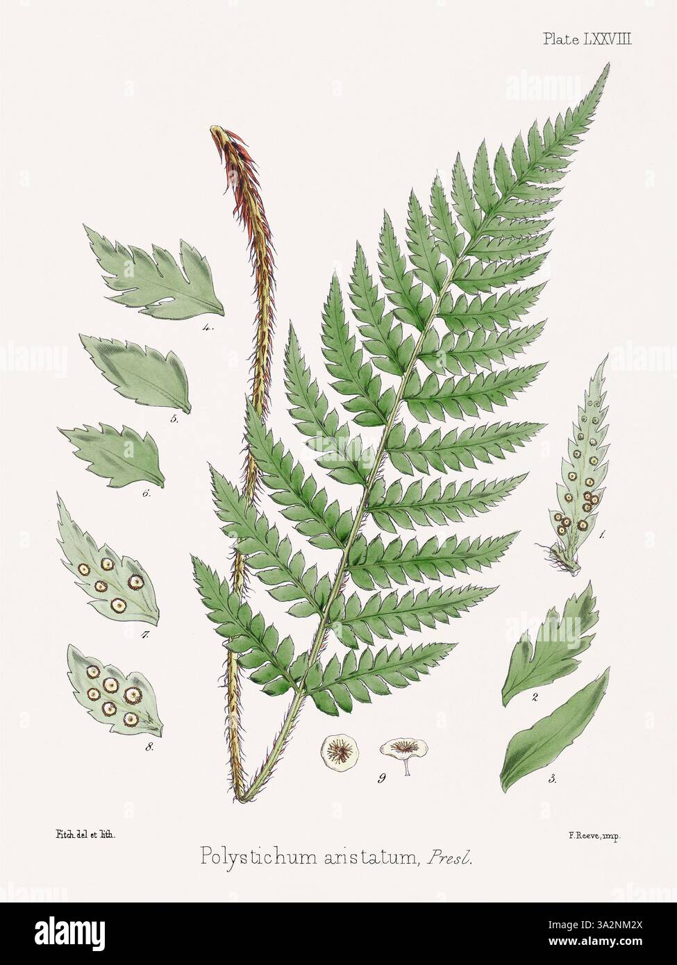 Antique botanical illustration from an Antarctic expedition book. Circa ...