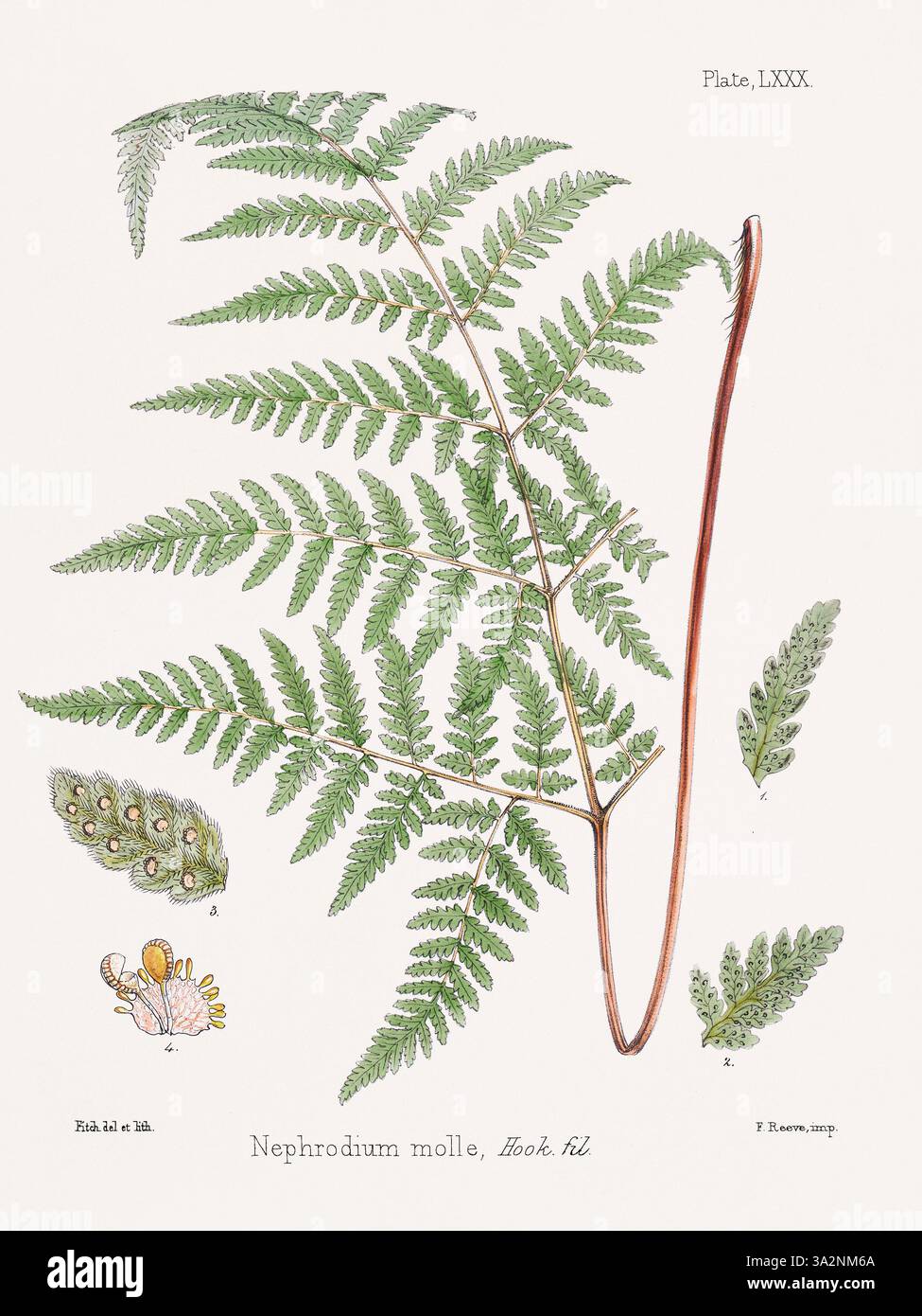 Antique botanical illustration from an Antarctic expedition book. Circa ...