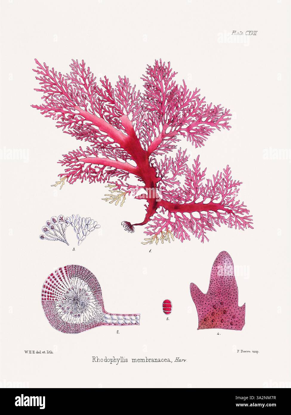 Antique botanical illustration from an Antarctic expedition book. Circa ...