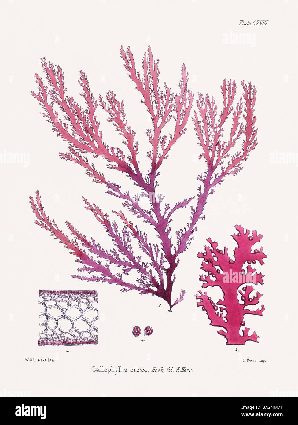 Antique botanical illustration from an Antarctic expedition book. Circa ...