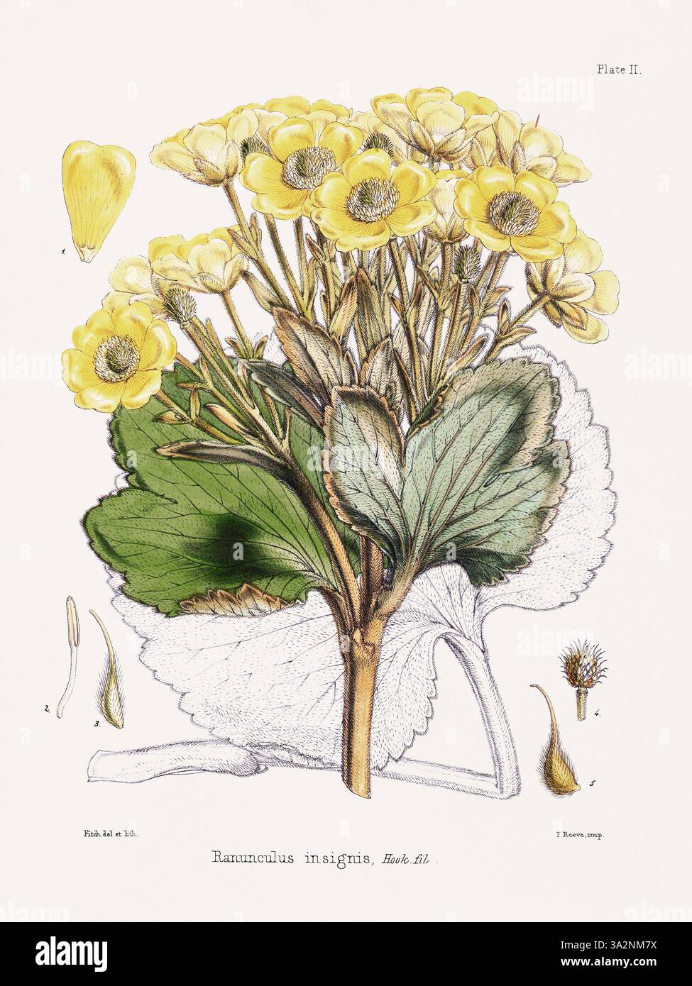 Antique botanical illustration from an Antarctic expedition book. Circa ...