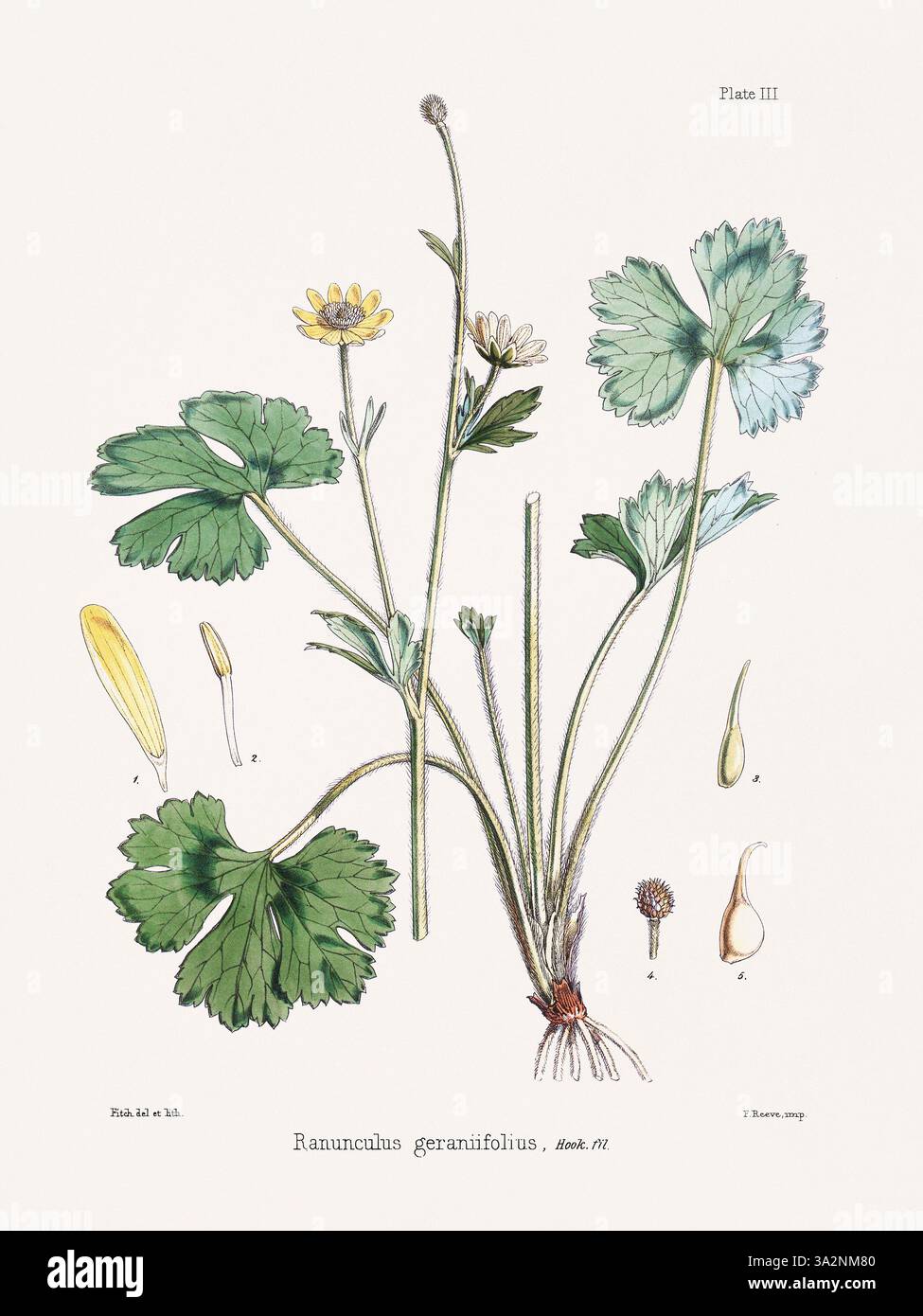 Antique botanical illustration from an Antarctic expedition book. Circa ...