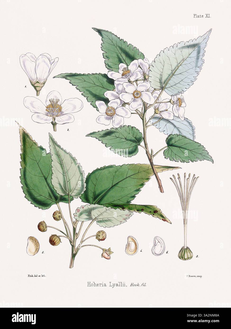 Antique botanical illustration from an Antarctic expedition book. Circa ...