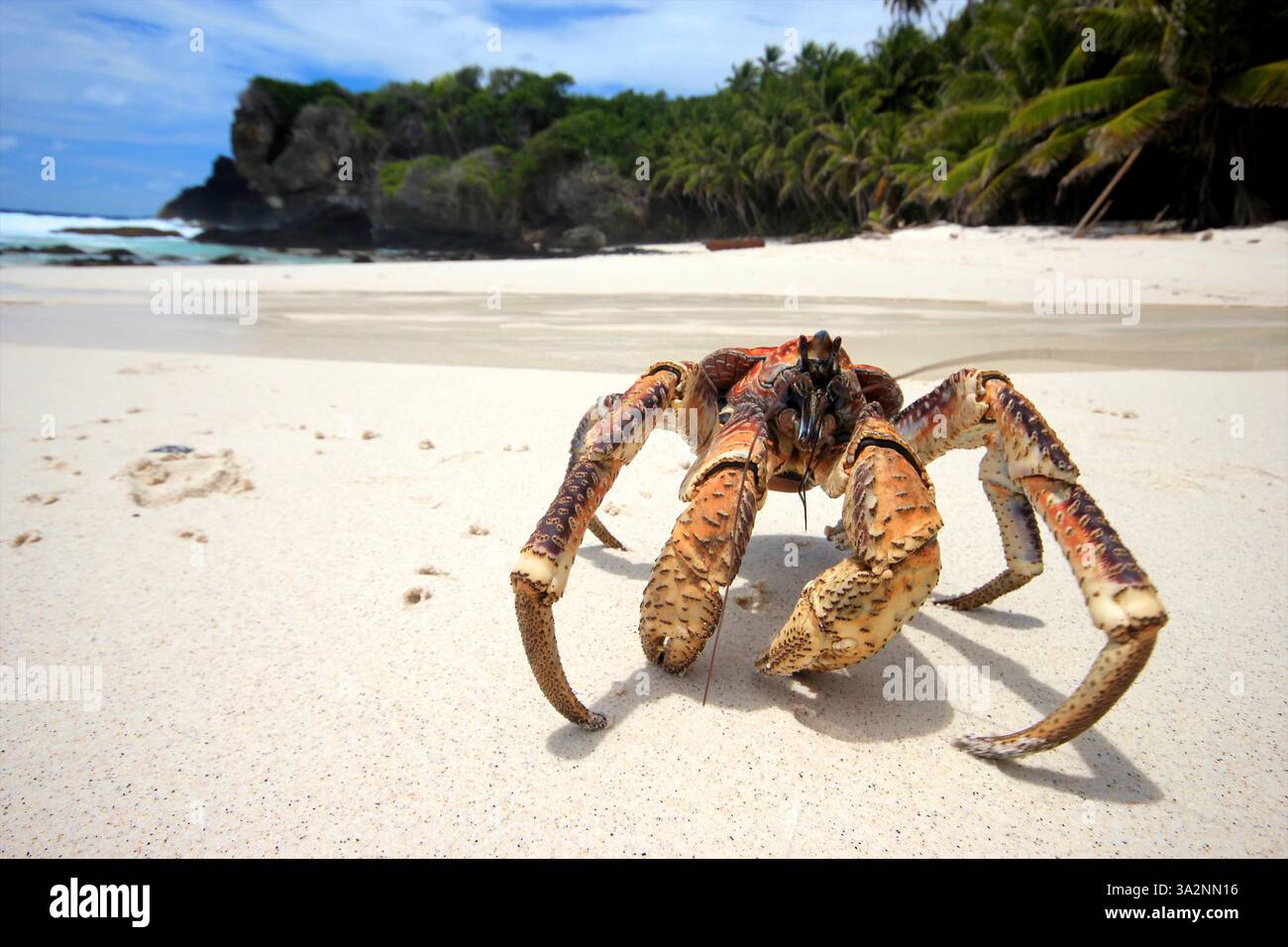 Aug. 9, 2014 - Christmas Island, Western Australia, Australia - A ...