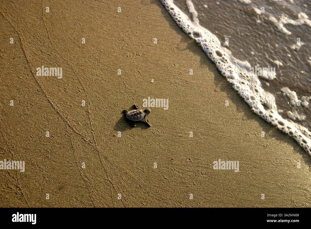 Baby sea turtle makes way hi-res stock photography and images - Alamy