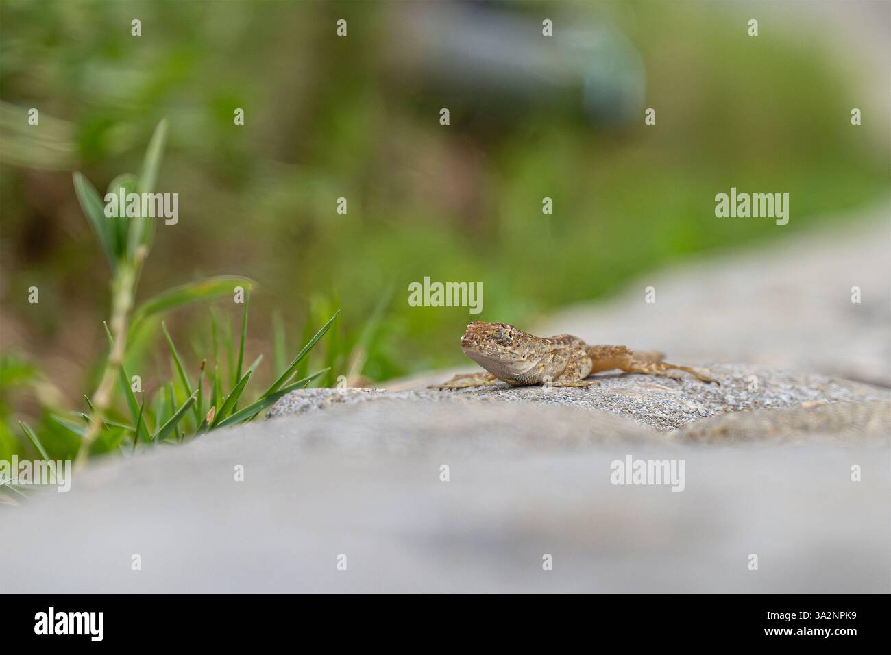 Cuban brown anole (anolis sagrei) lizard on pavement in Cuba, Caribbean ...
