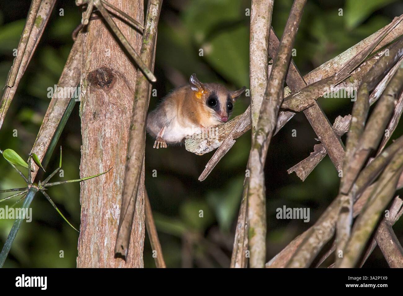 Gracilinanus microtarsus hi-res stock photography and images - Alamy