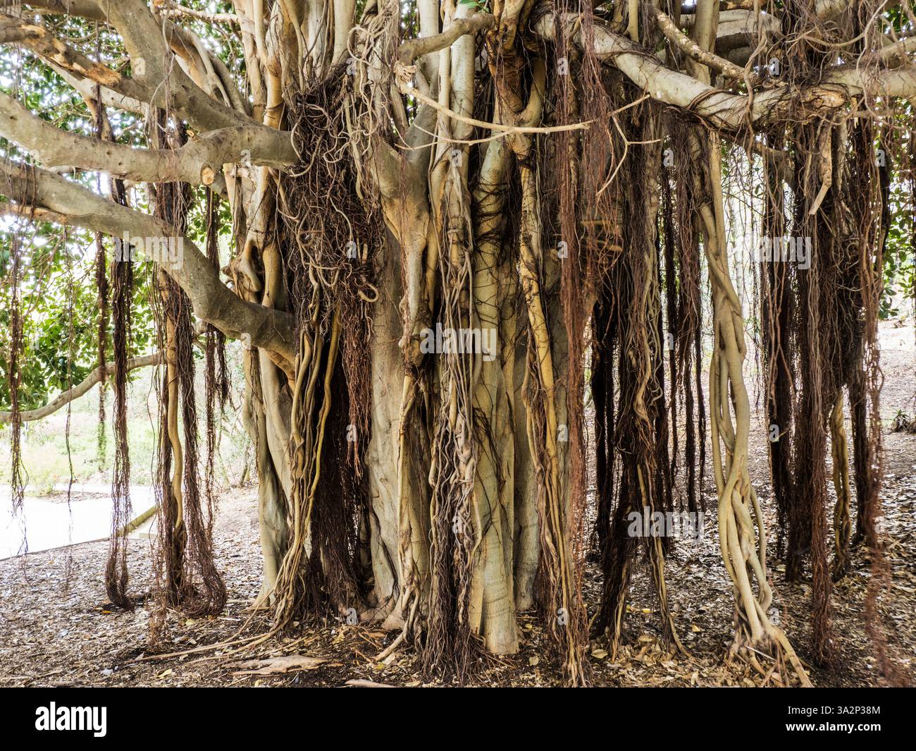 The trunk of the hairless Port Jackson Fig in the Australia zone of the ...