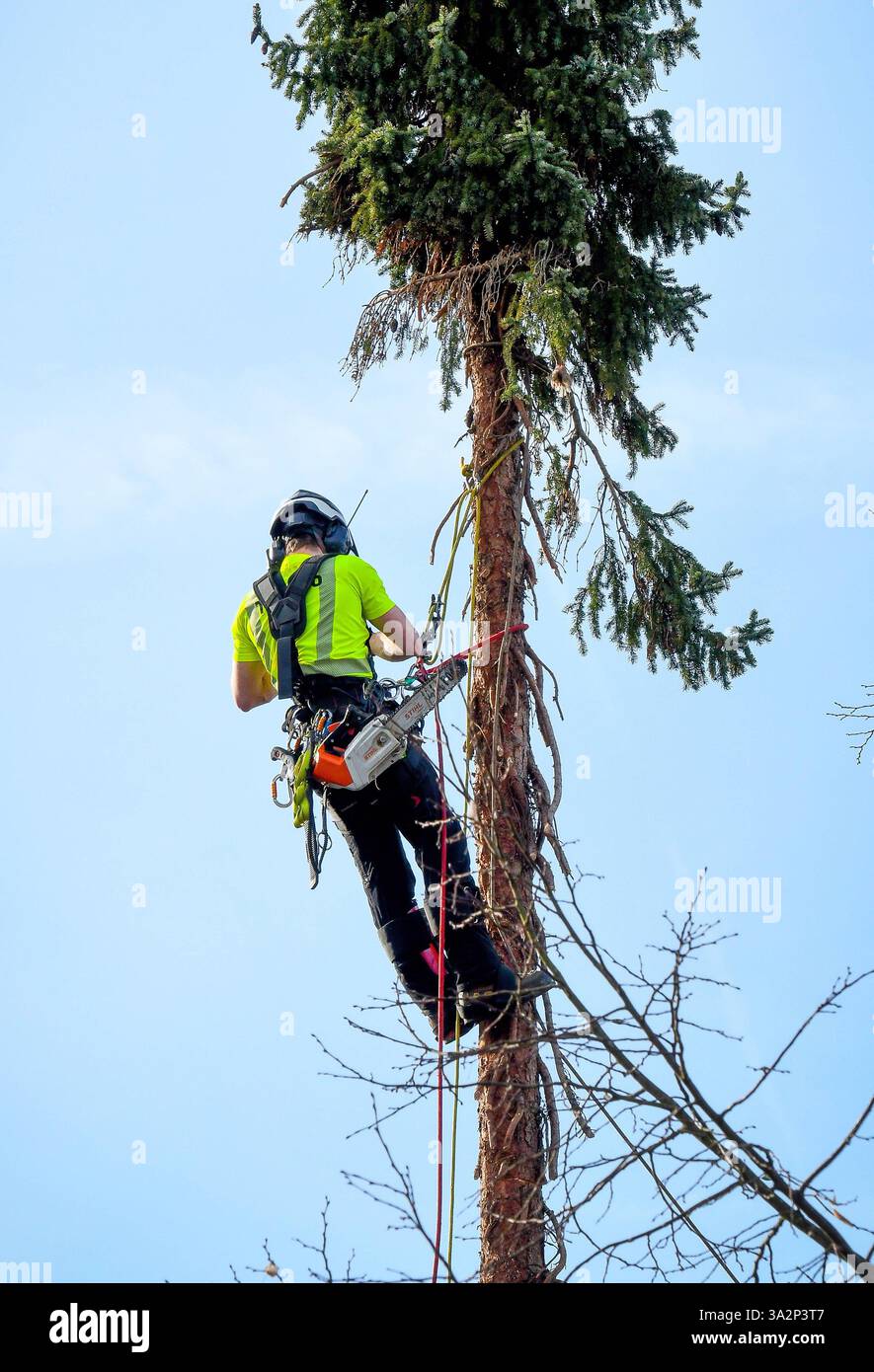 Ein Baumkletterer klettert den Stamm einer Fichte empor, um, den Baum ...