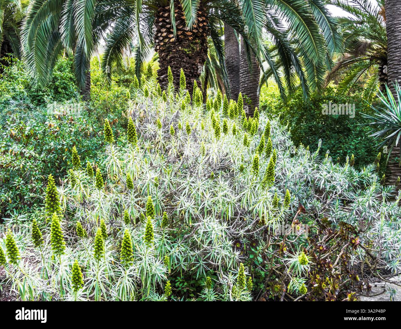 Botanic garden barcelona trees hi-res stock photography and images - Alamy
