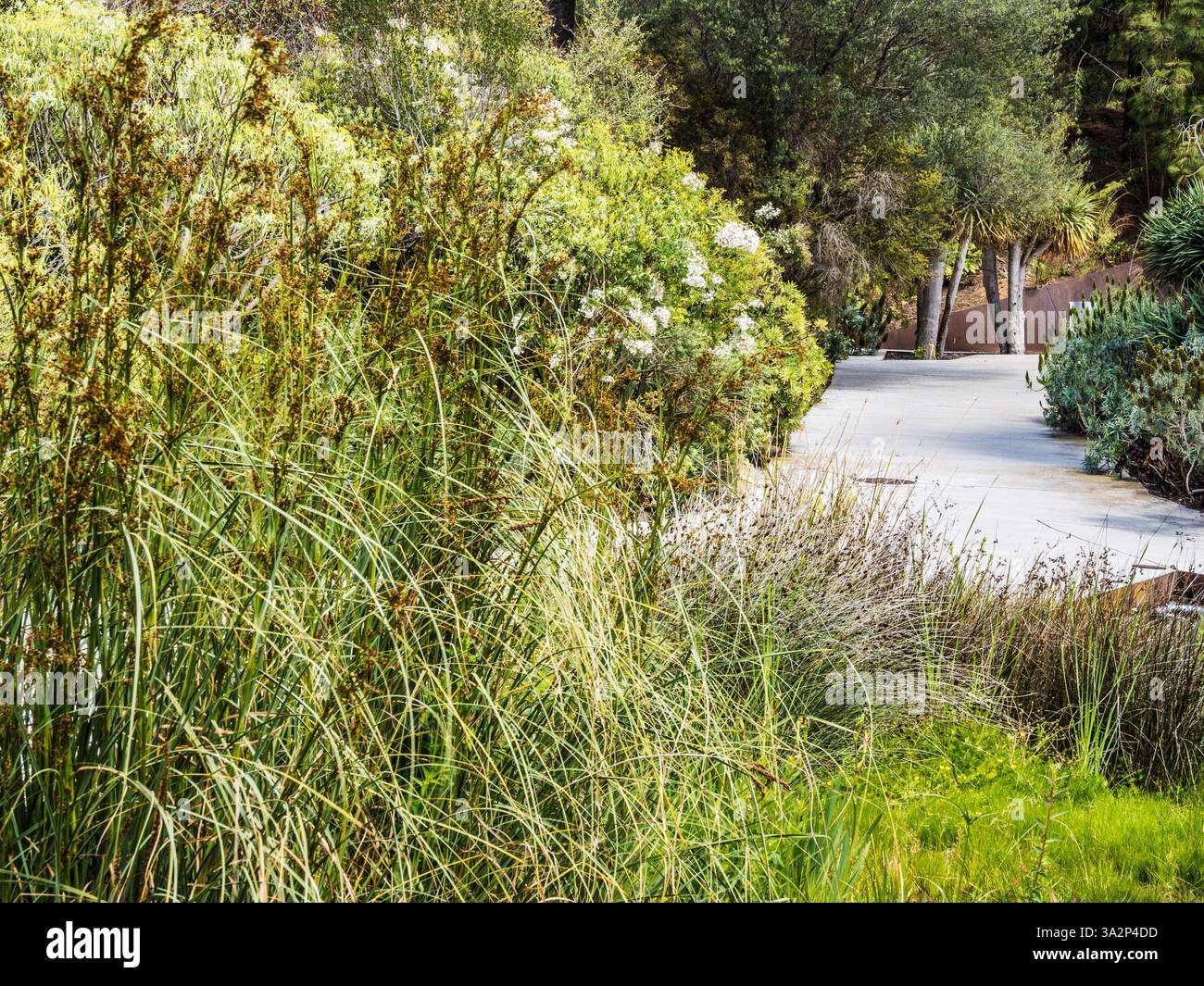 Pathway running through the Jardí Botànic or Botanical Garden in ...