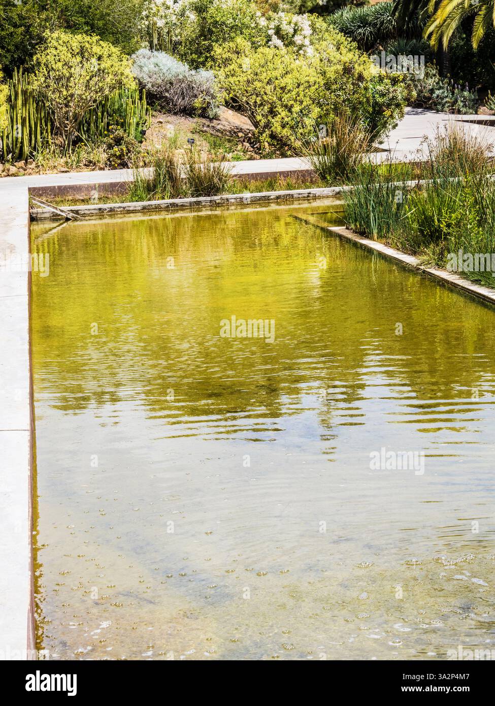 The pond in the Canary Island zone of the Jardí Botànic or Botanical ...