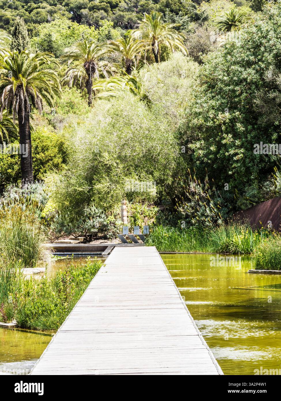 The pond in the Canary Island zone of the Jardí Botànic or Botanical ...