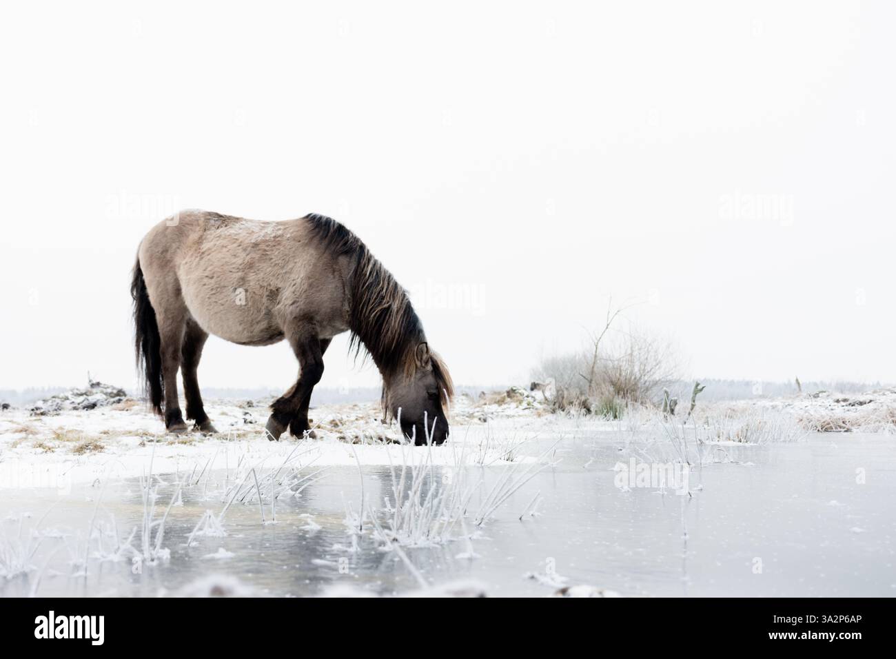 Black horse drinks water from a frozen river Stock Photo - Alamy
