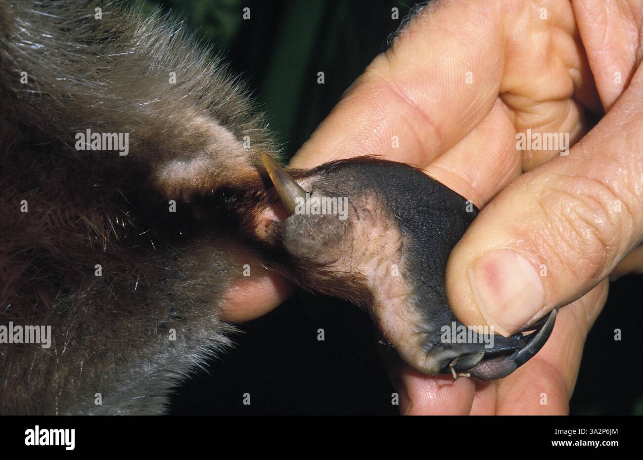Platypus spur hi-res stock photography and images - Alamy