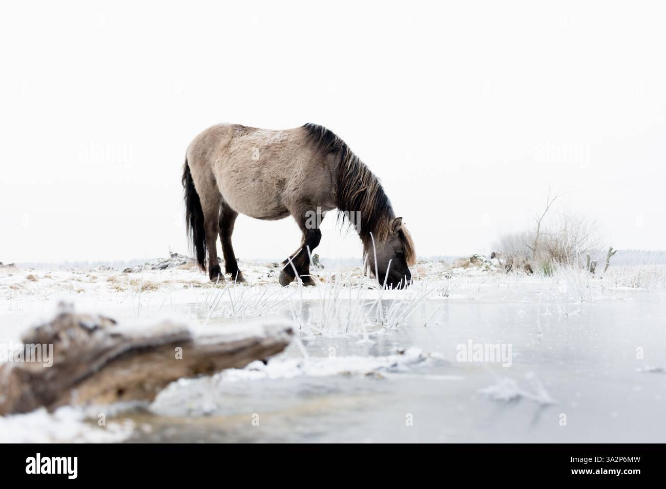 Black horse drinks water from a frozen river Stock Photo - Alamy