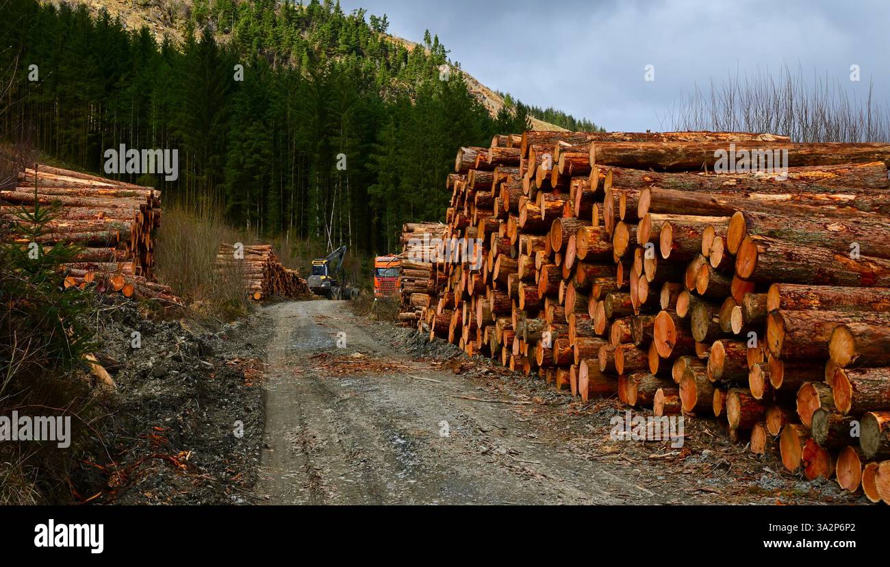 Forestry operations in the Dyfi Forest Gwynedd Wales in Coniferous plantations with machinery ...