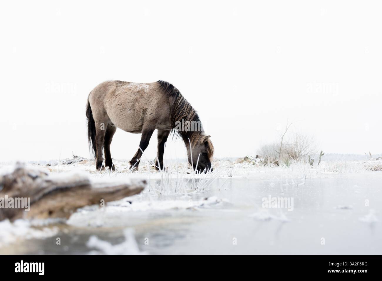 Black horse drinks water from a frozen river Stock Photo - Alamy
