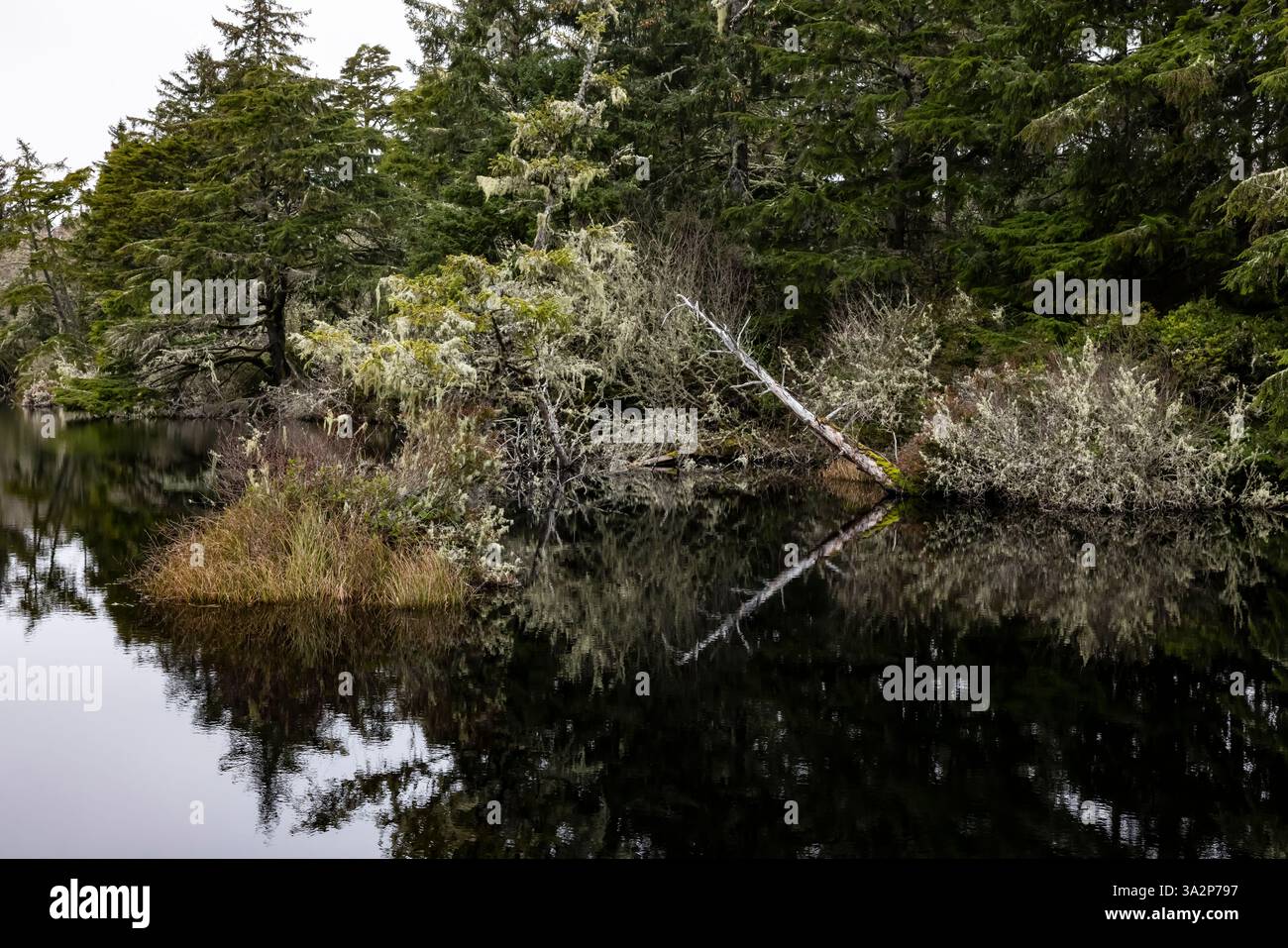 Lichen-covered deciduous trees and shrubs along a linear coastal pond ...