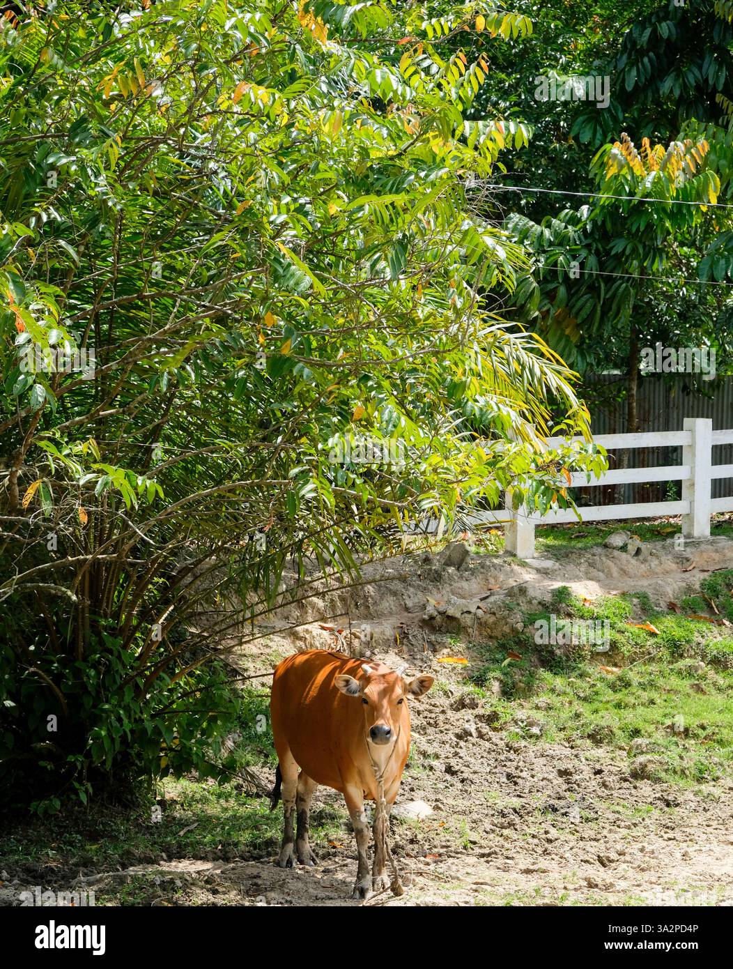 Portrait of cow in the zoo Stock Photo - Alamy