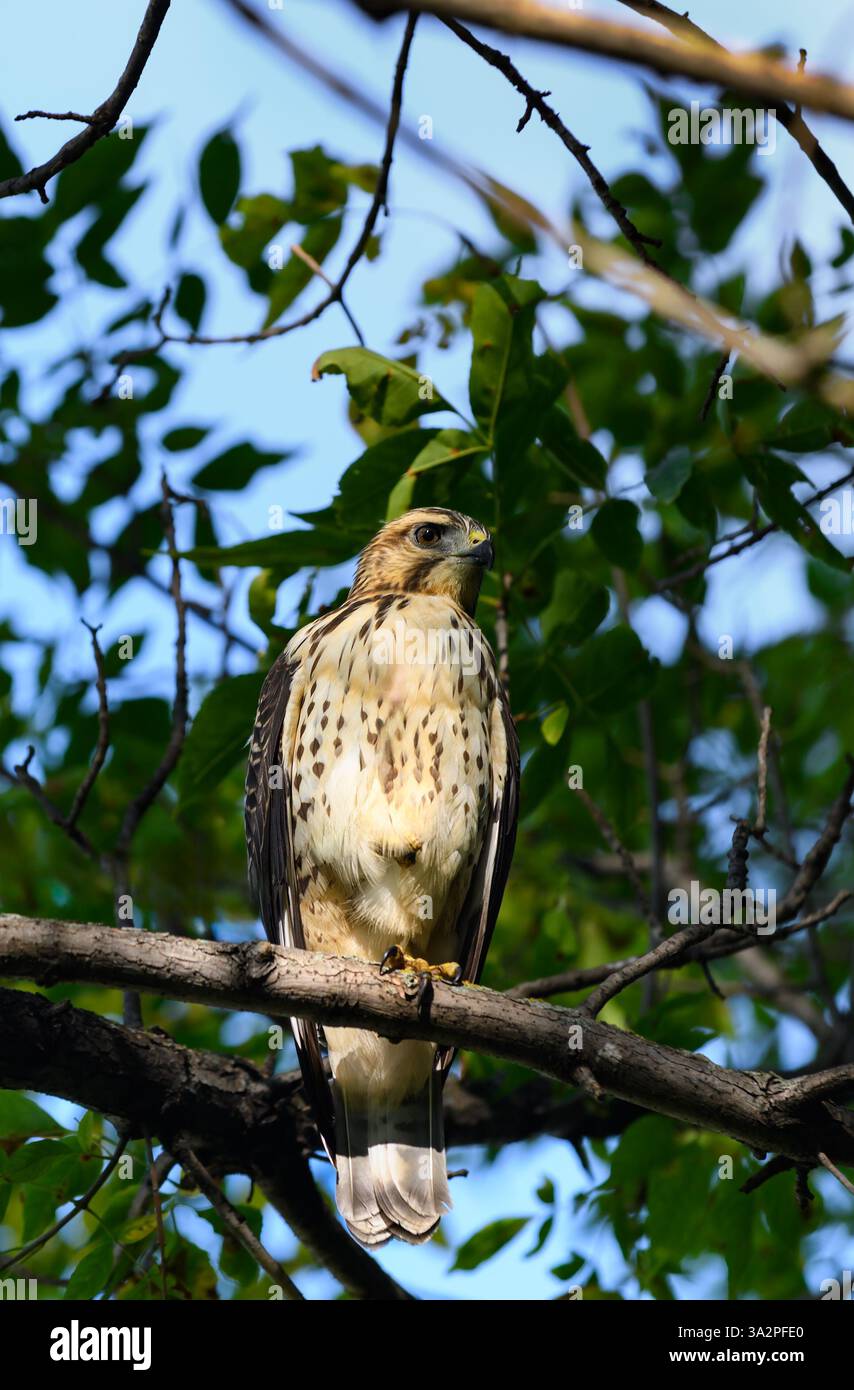 Juvenile Red-Tailed Hawk (Buteo jamaicensis) Above in Tree Talon Held ...