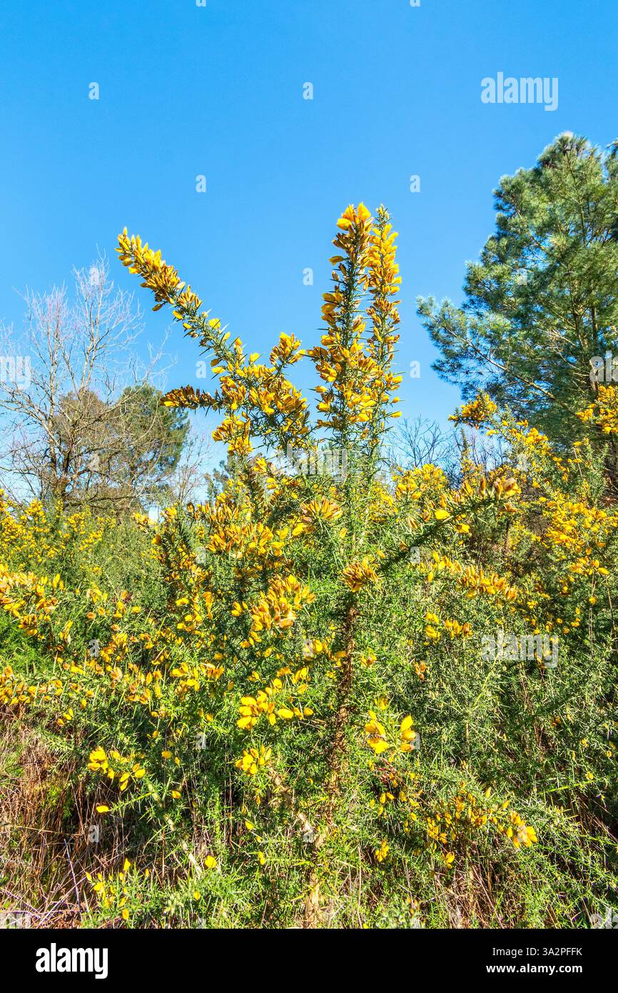 Flowering Gorse (Ulex) bushes at roadside - sud-Touraine, France Stock ...