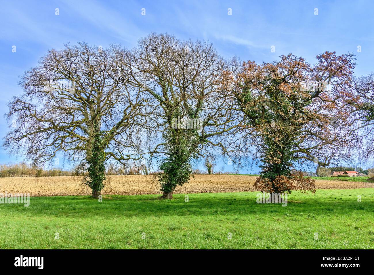 Leafless deciduous hardwood trees hi-res stock photography and images ...