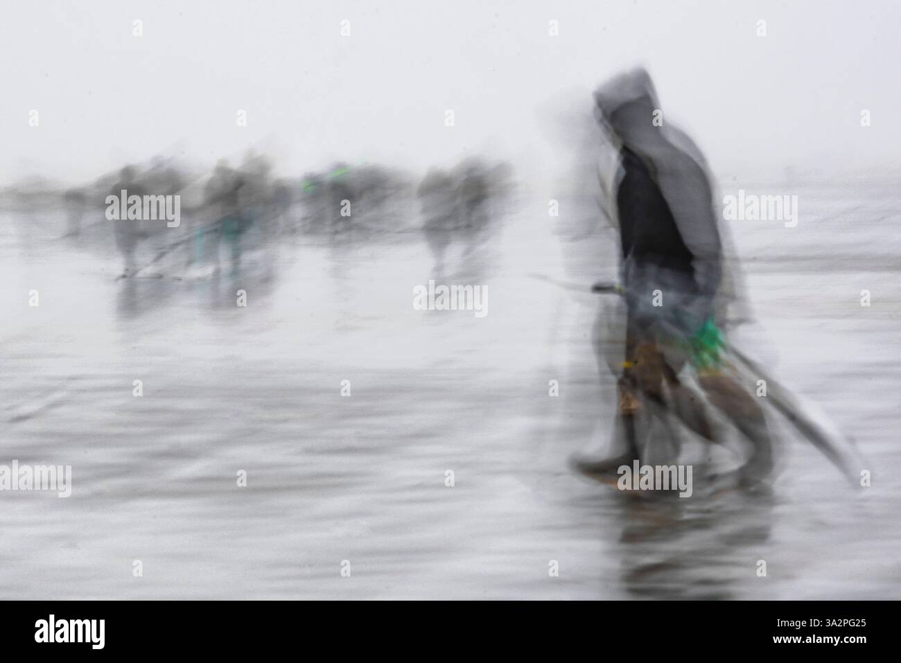 Short time exposure of harvesting Pacific Razor Clams on Pacific Ocean ...