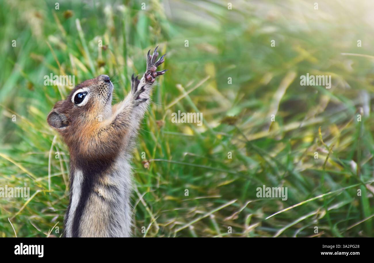 Funny chipmunk holding arms up in the air Stock Photo - Alamy