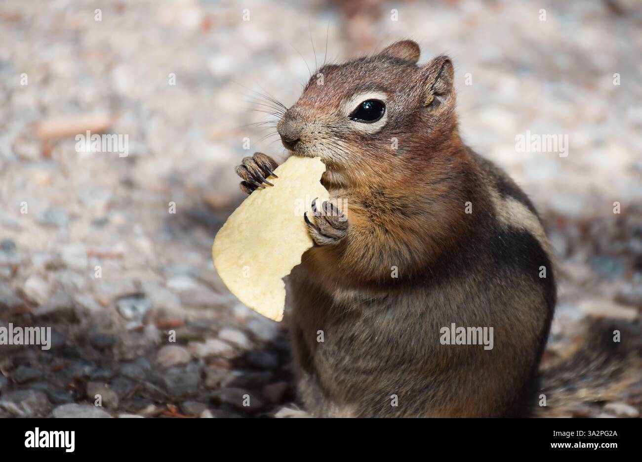 Cute little chipmunk eating potato chip Stock Photo - Alamy