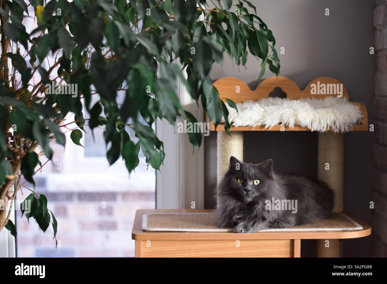 Gray longhair Chantilly Tiffany cat sitting on top of cat tower house ...