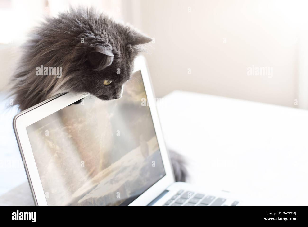 Cute funny grey cat peeking from behind laptop computer screen Stock ...