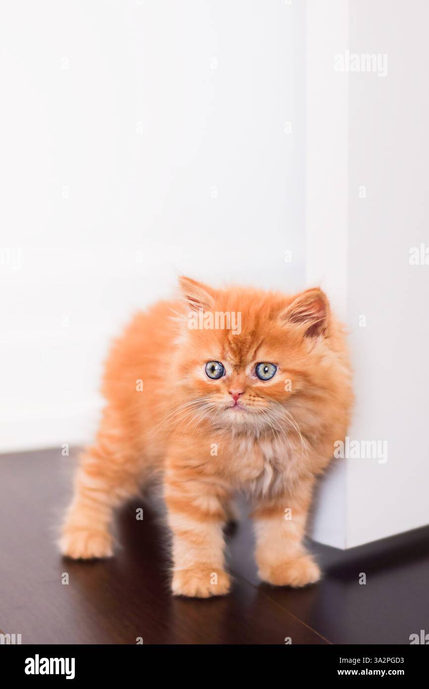 Portrait of cute ginger orange Persian kitten with blue eyes Stock ...