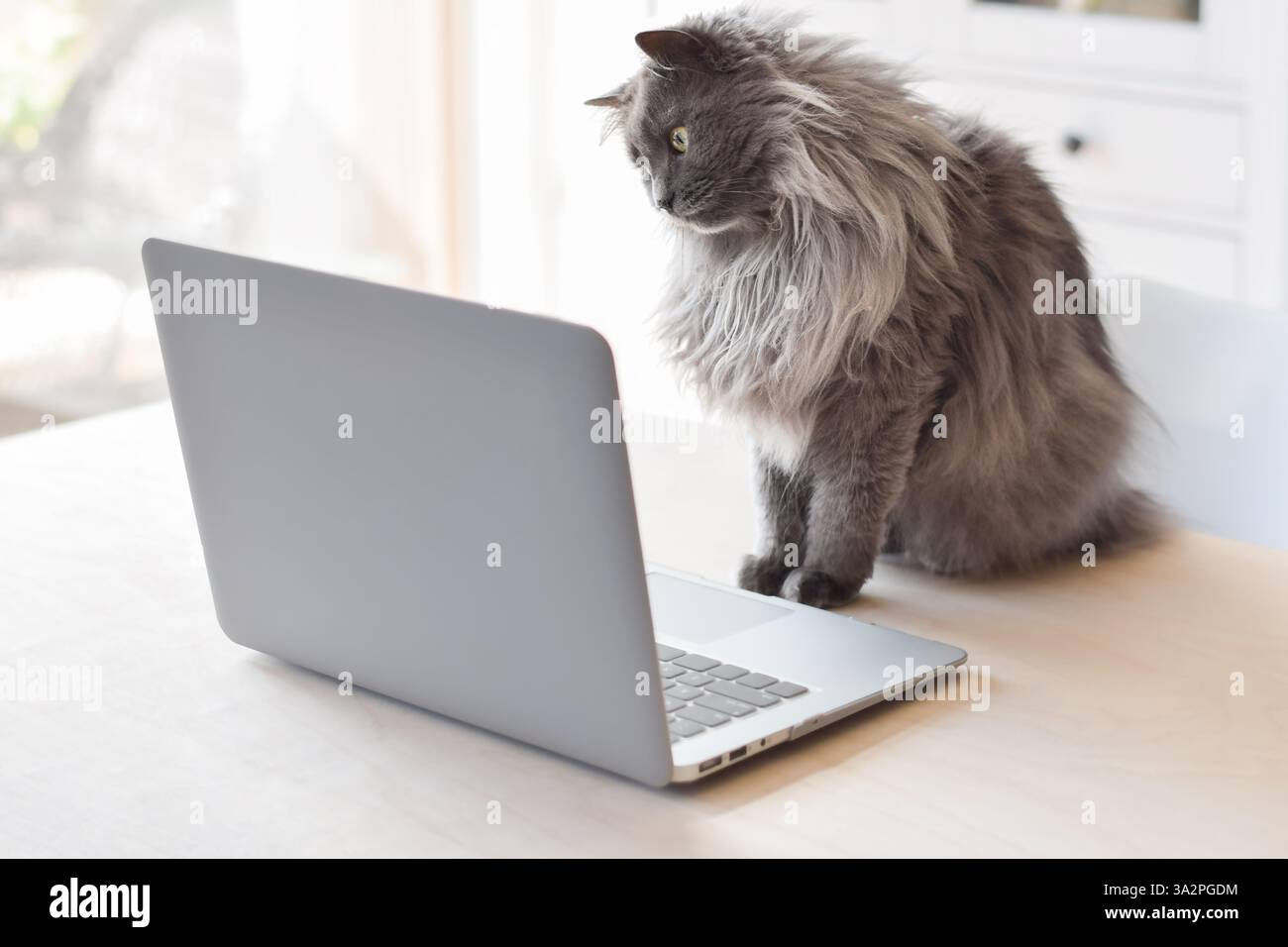 Cute fluffy grey cat sitting on top of desk in front of laptop computer ...