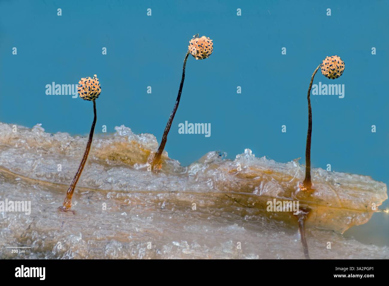 Slime mold sporangia of the speciesd Cribararia microcarpa in different ...