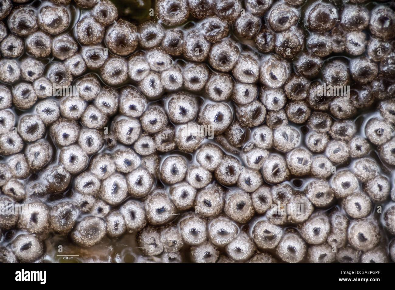 Cyphellopsidaceae hi-res stock photography and images - Alamy