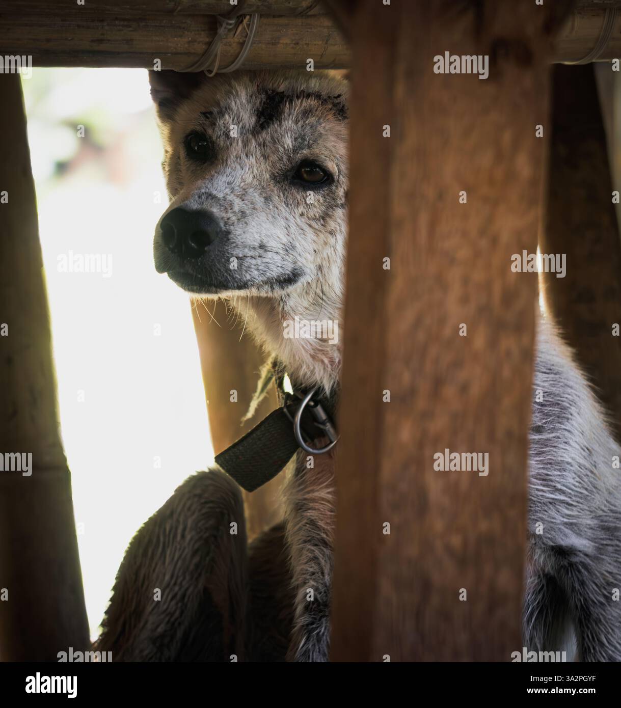 Abandoned homeless stray dog sad hi-res stock photography and images ...