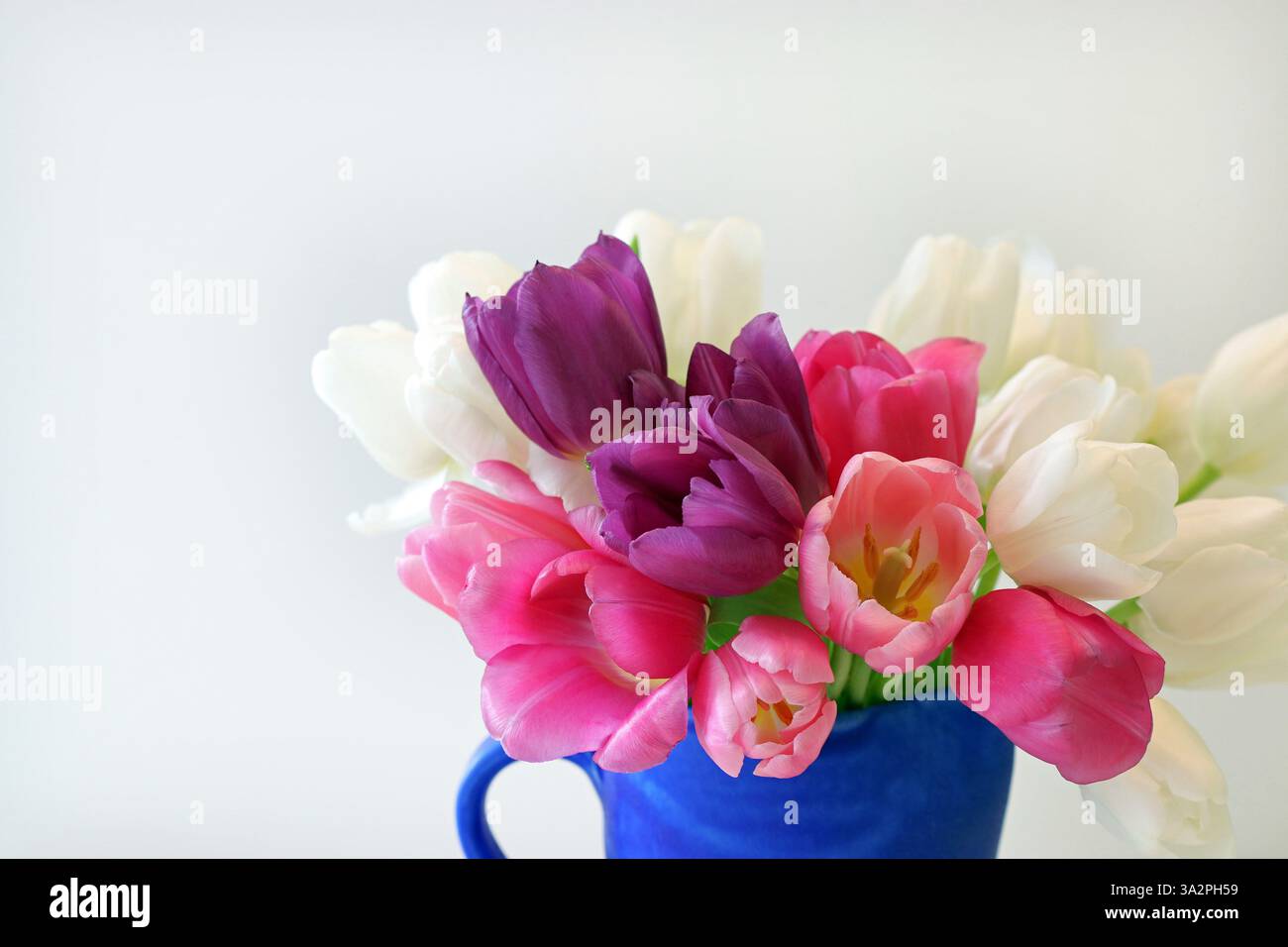 Vibrant colourful full frame studio image of a mixed bunch of classic ...