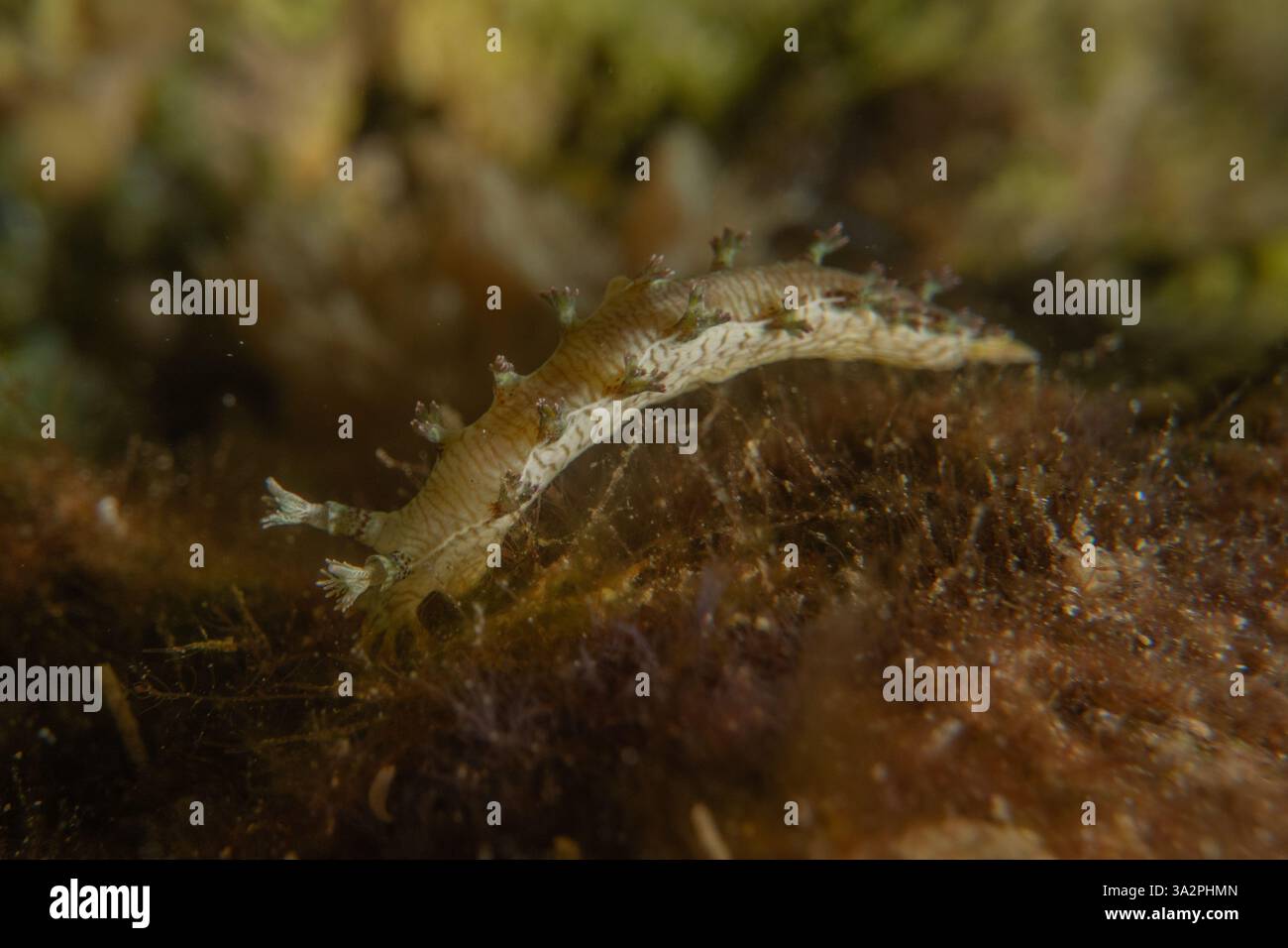 Nudibranch Sea Slug in the Red Sea Colorful and beautiful, Eilat Israel ...