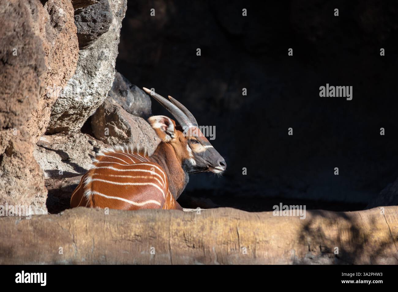 Eastern bongo (Tragelaphus eurycerus isaaci), also known as the ...