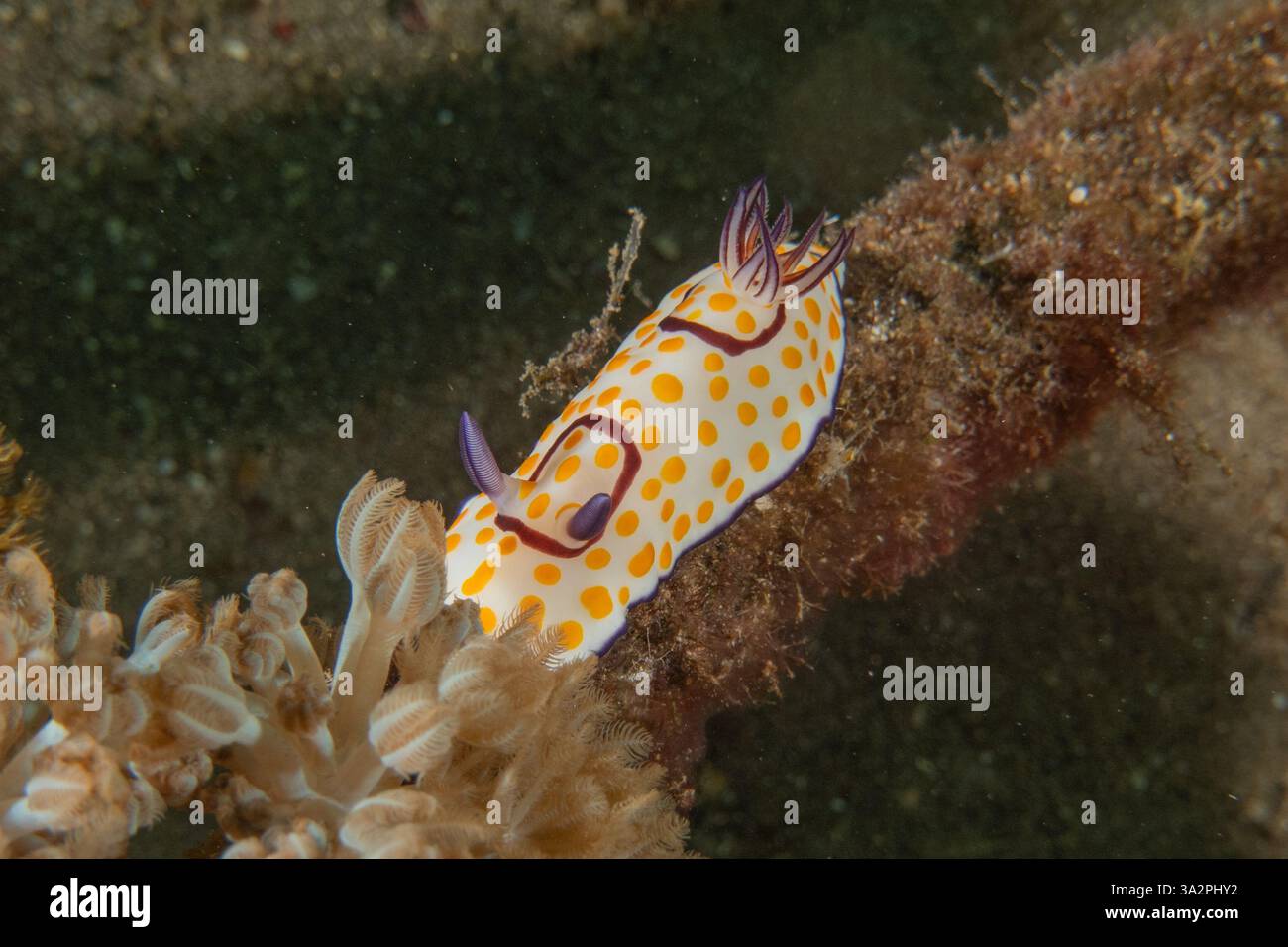 Nudibranch Sea Slug in the Red Sea Colorful and beautiful, Eilat Israel ...