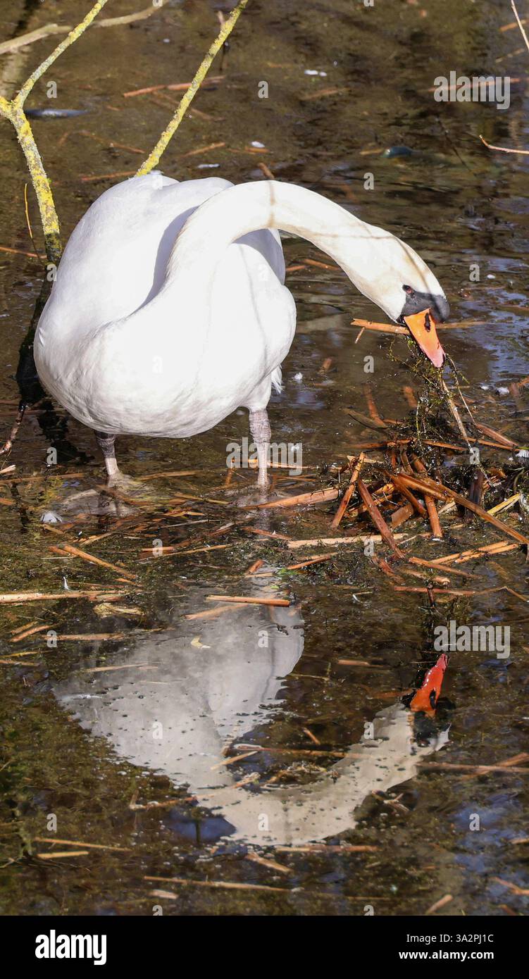 Lurgan park march 2025 hi-res stock photography and images - Alamy