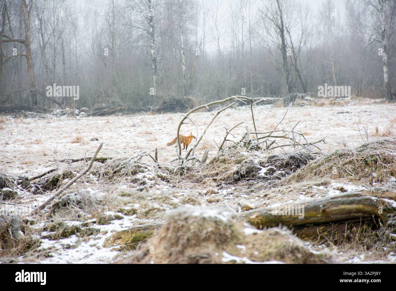 The red fox with the catch running away Stock Photo - Alamy
