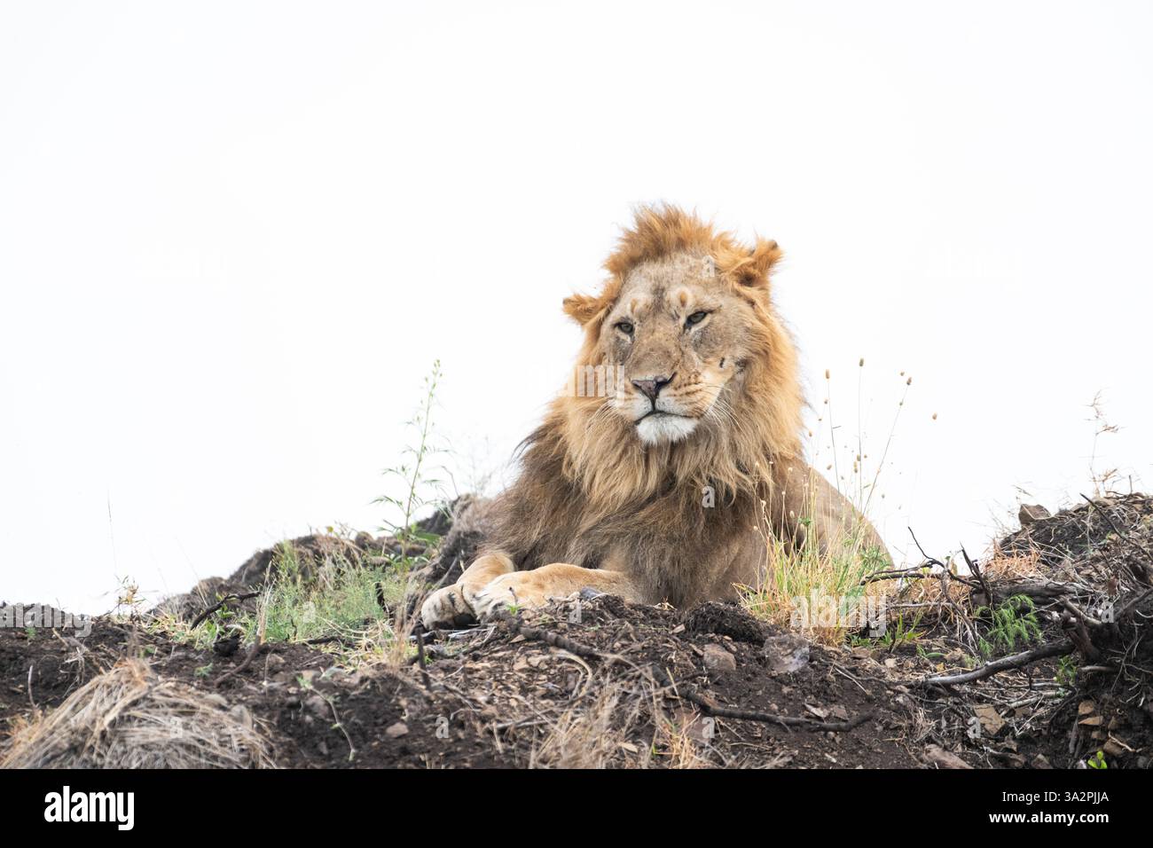 Male African lion (Panthera leo Stock Photo - Alamy
